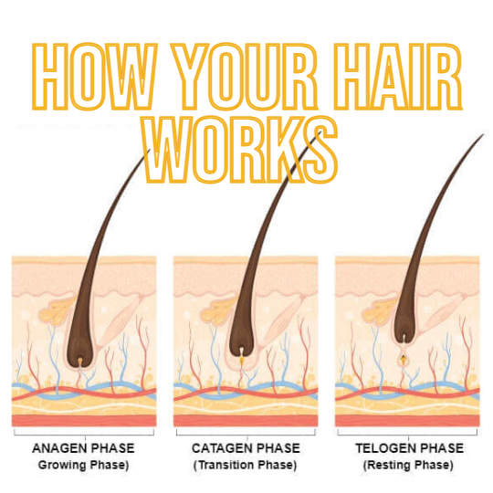 How Your Hair Works - Fitness Incentive
